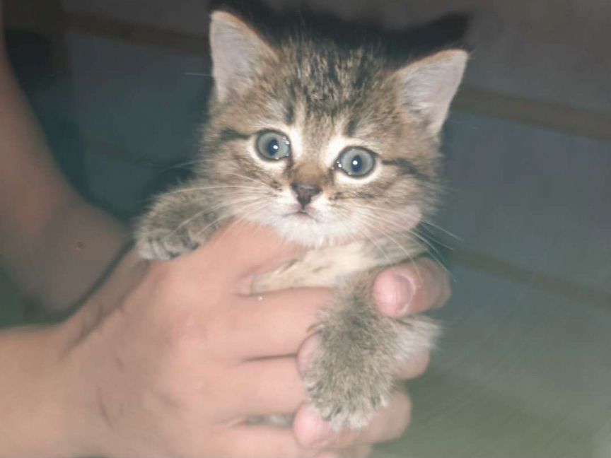 Британская кошка