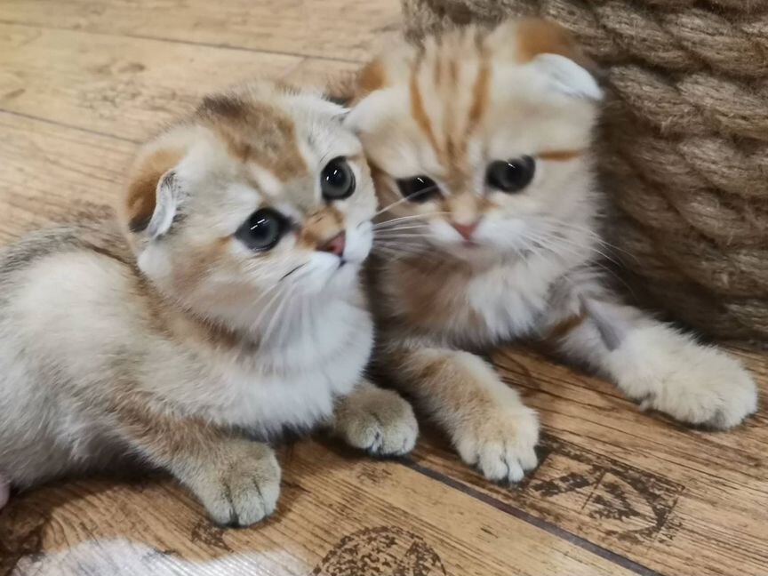 Шотландская