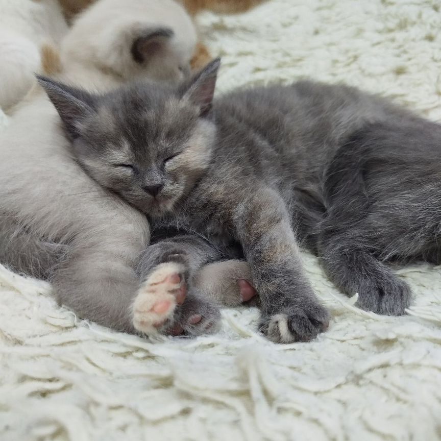 Отдам в добрые руки котят