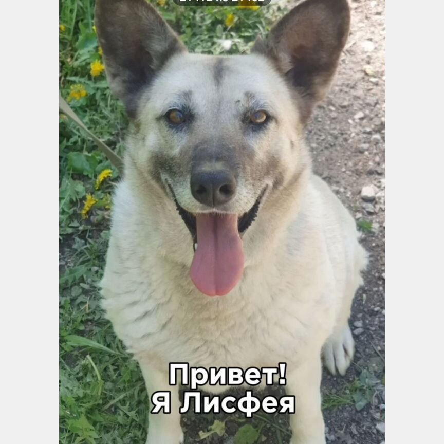 Собачка в добрые руки