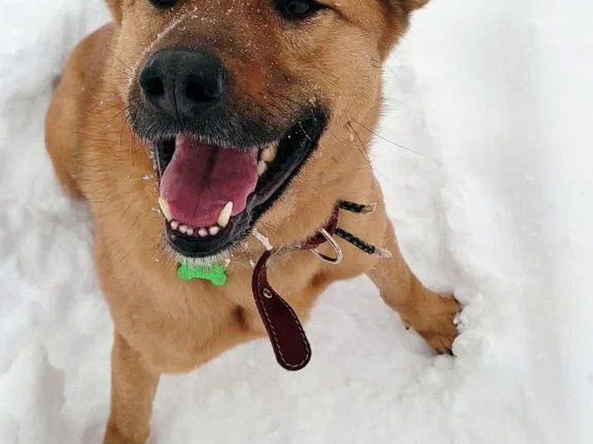 Суперский Рик ищет дом