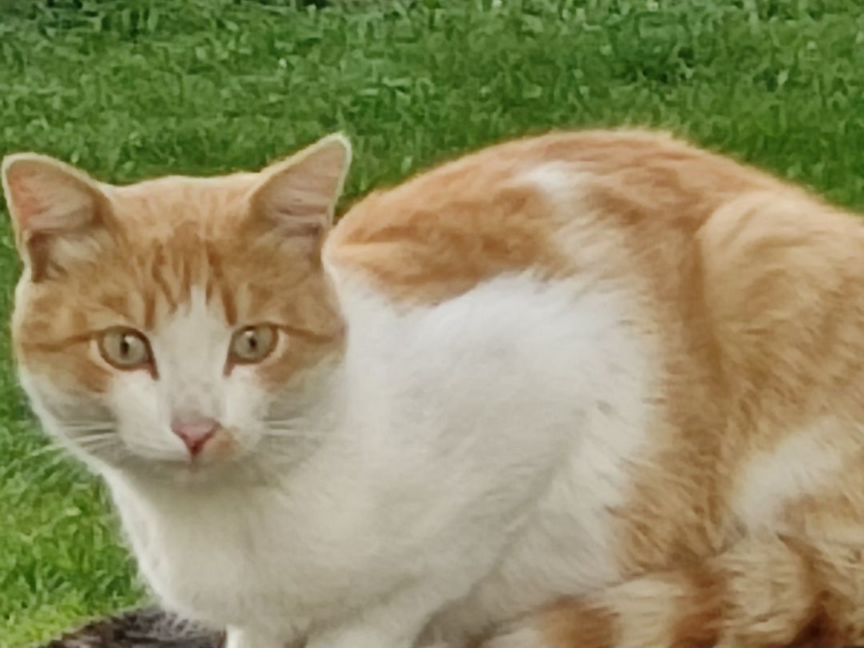 Кошка