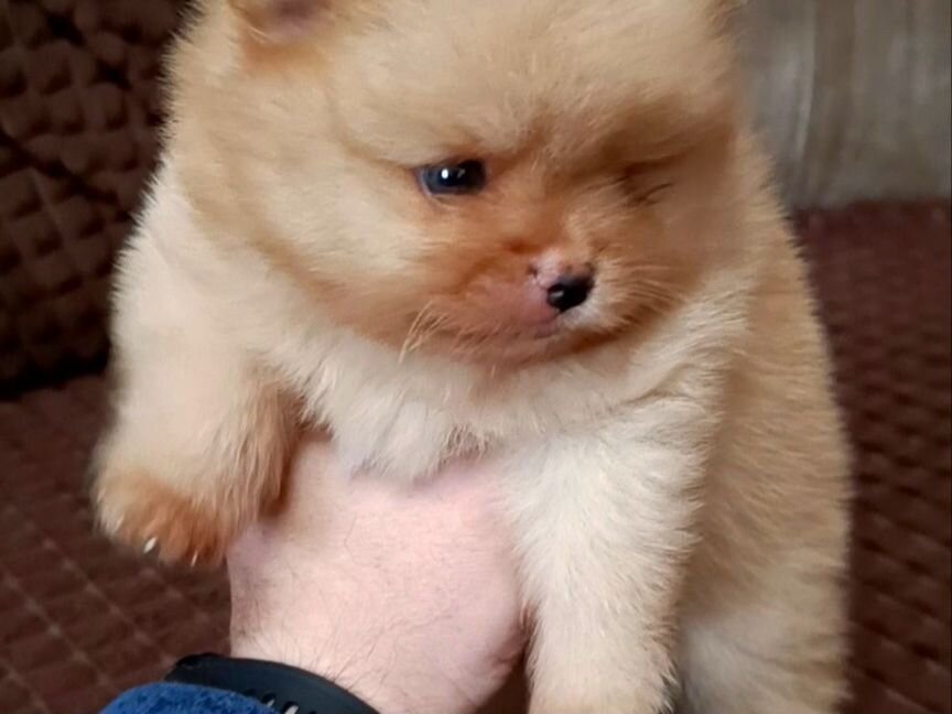 Померанчик норкового окраса. Рассрочка
