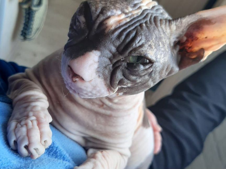 Кошка сфинкс бесплатно