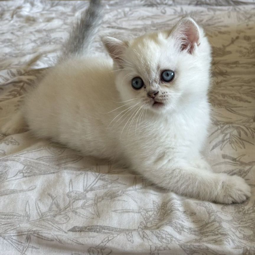 Шотландский прямоухий короткошёрстный котёнок