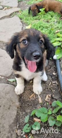 Щенок в добрые руки