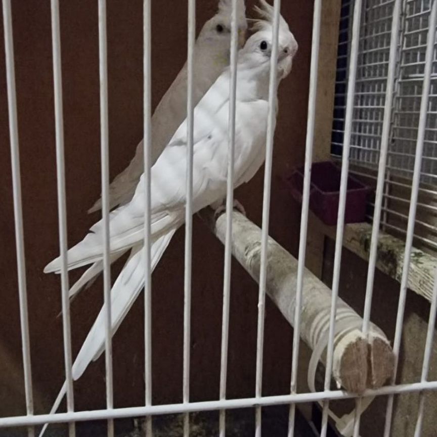 Попугай корелла