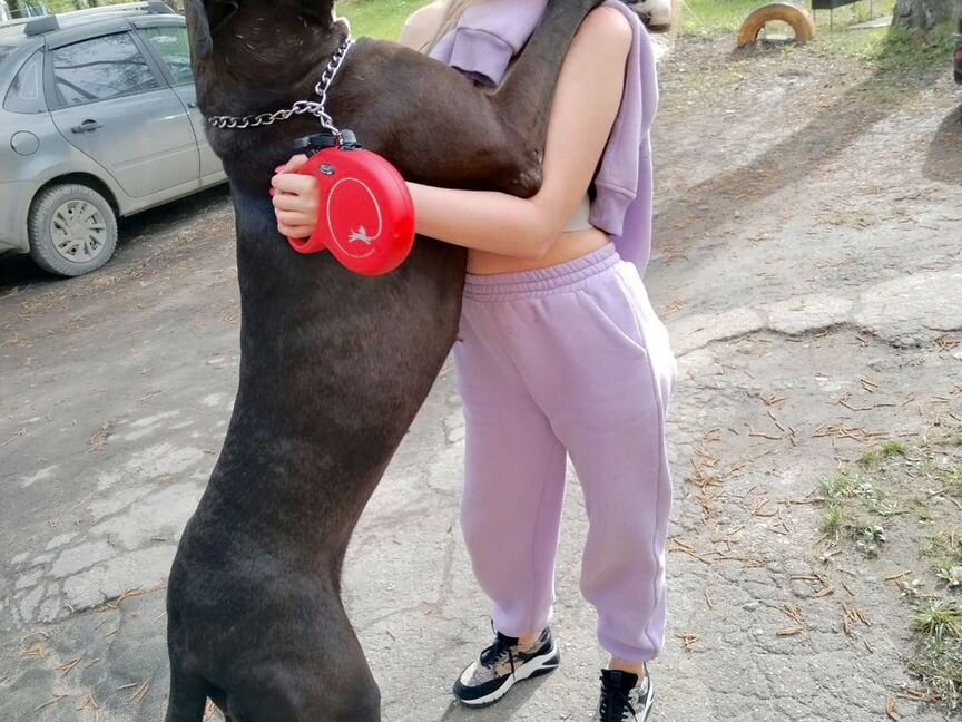 Собака в добрые руки немецкий дог