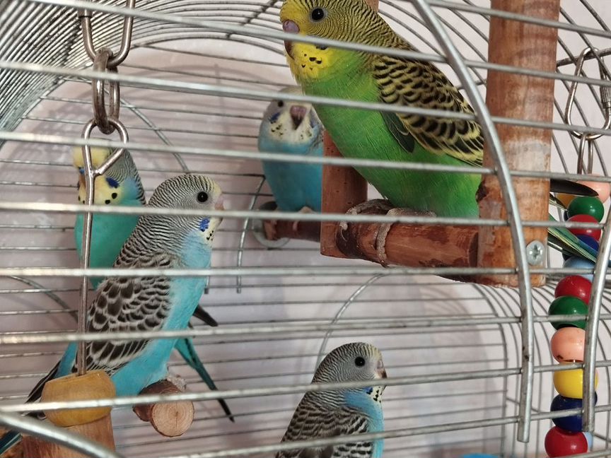 Птенцы волнистых попугайчиков