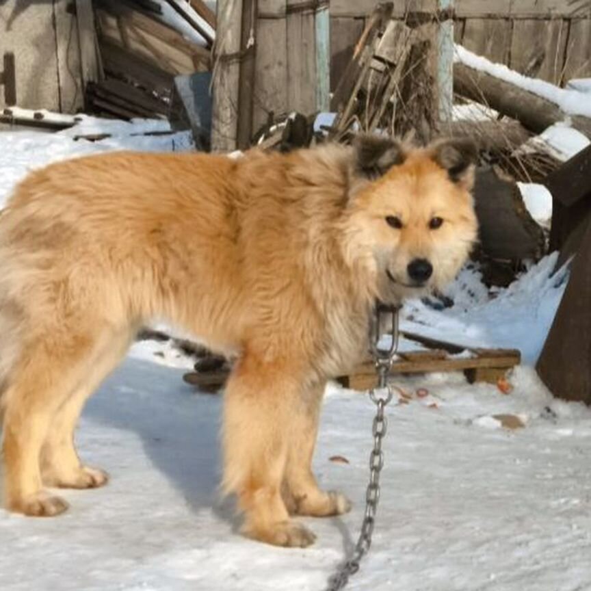 В добрые руки собака