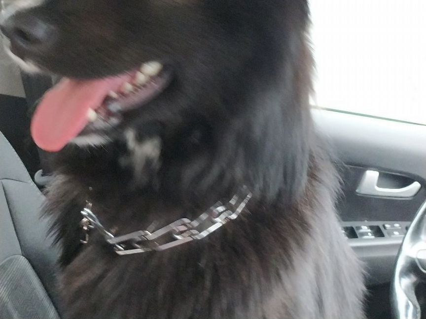 Кобель(метис) 1-1, 5 года. Ищет дом