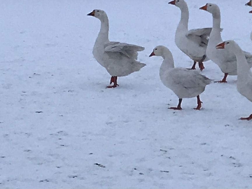 Гуси линда (гусыни ) Пера нет