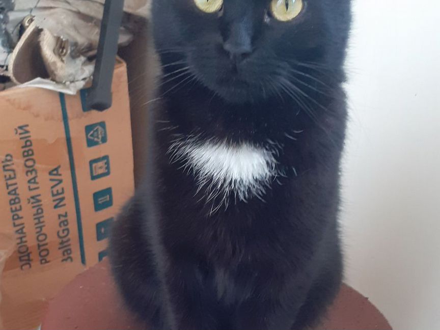 Кошечка Ночка, стерилизована