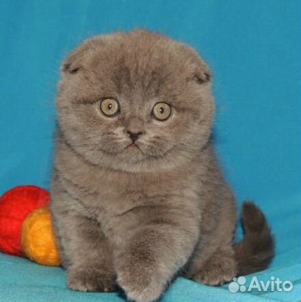 Вислоухая голубая кошечка Берта