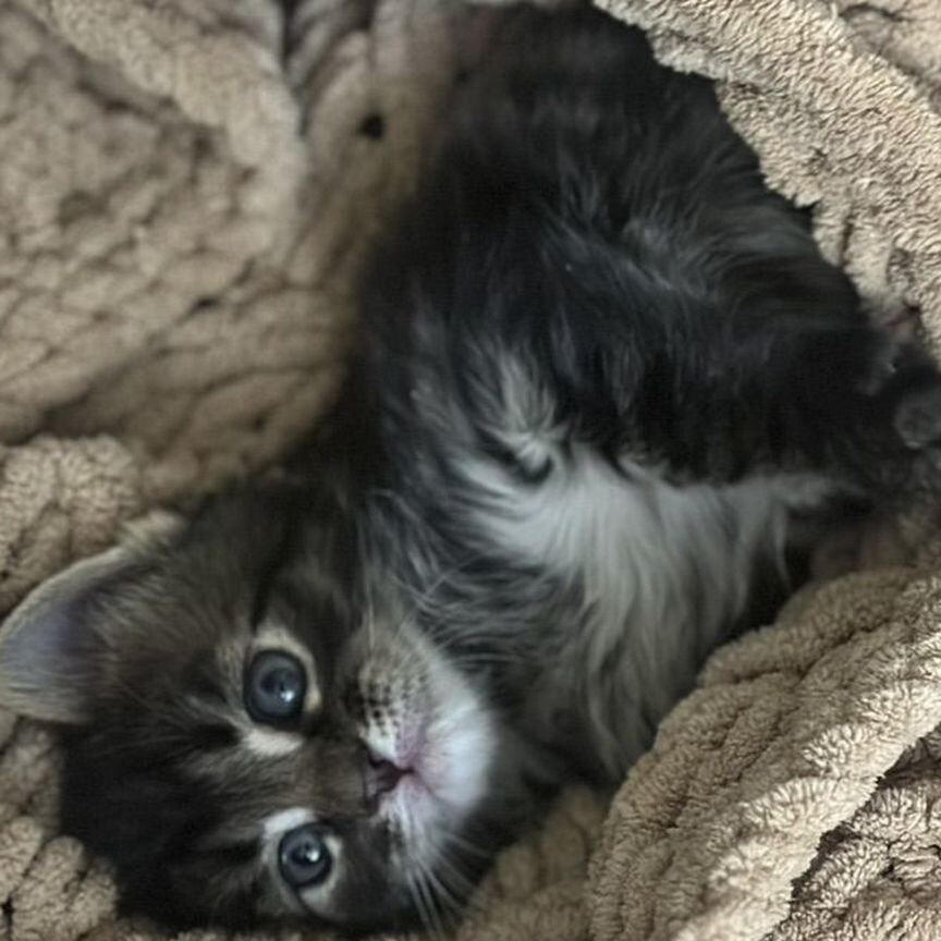 Мейн-кун котёнок