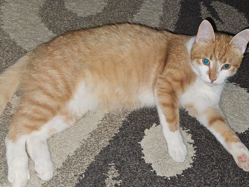 Солнечный зайчик