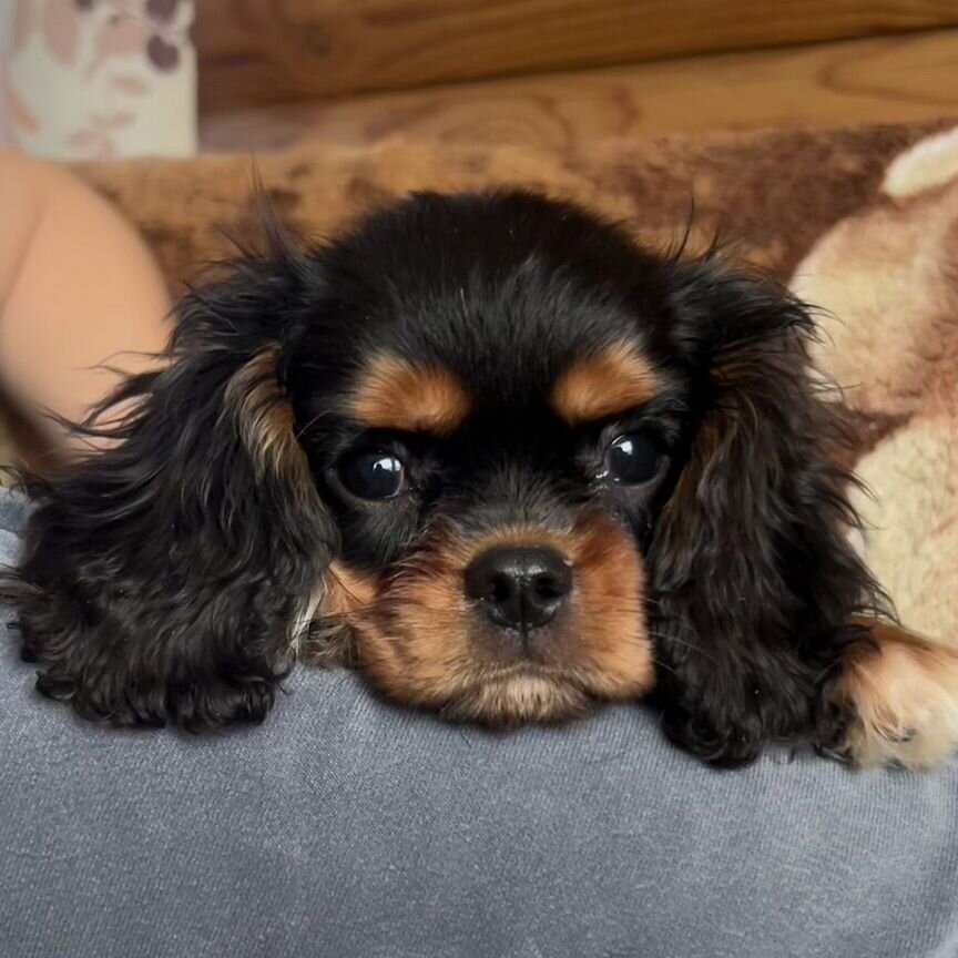 Кавалер кинг мальчик