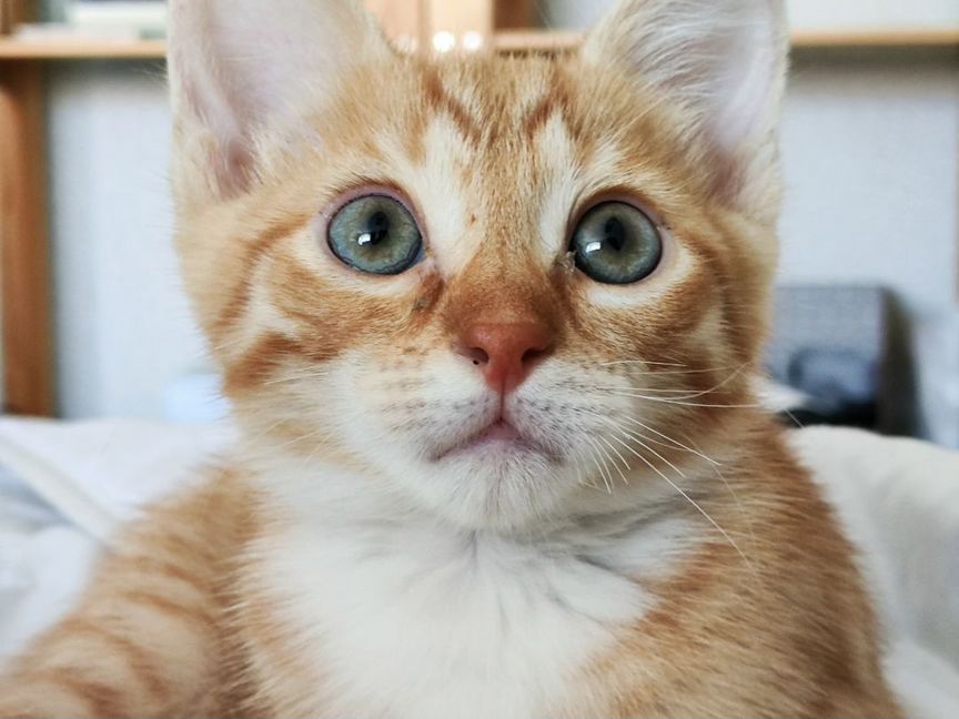 Котёнок Локи 3 месяца