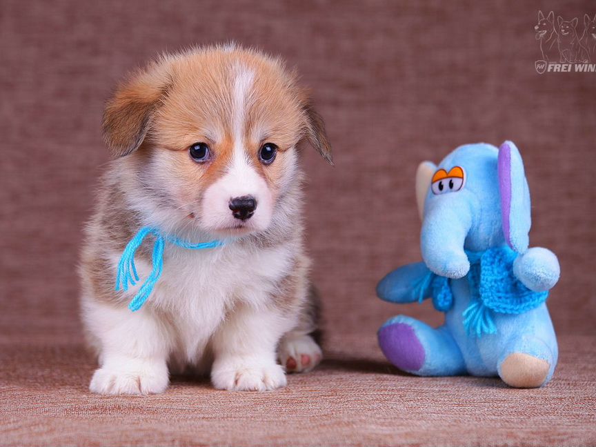 Щенки вельш корги пемброк, питомник Фрай Винд