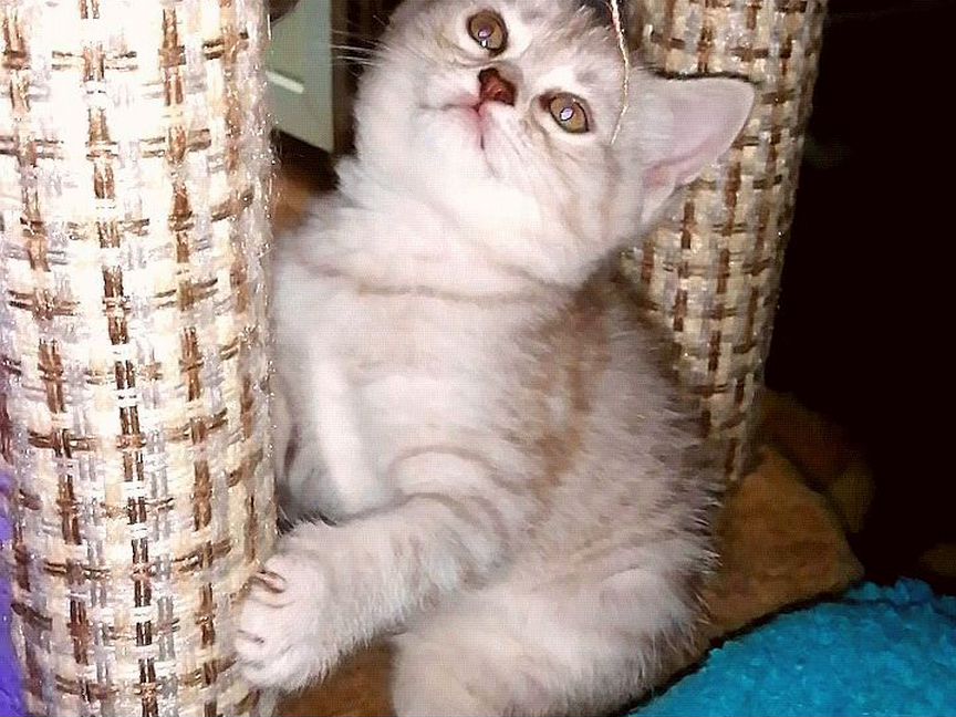 Шотландские котята