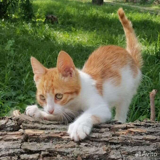 Рыжий комочек - счастье в дом