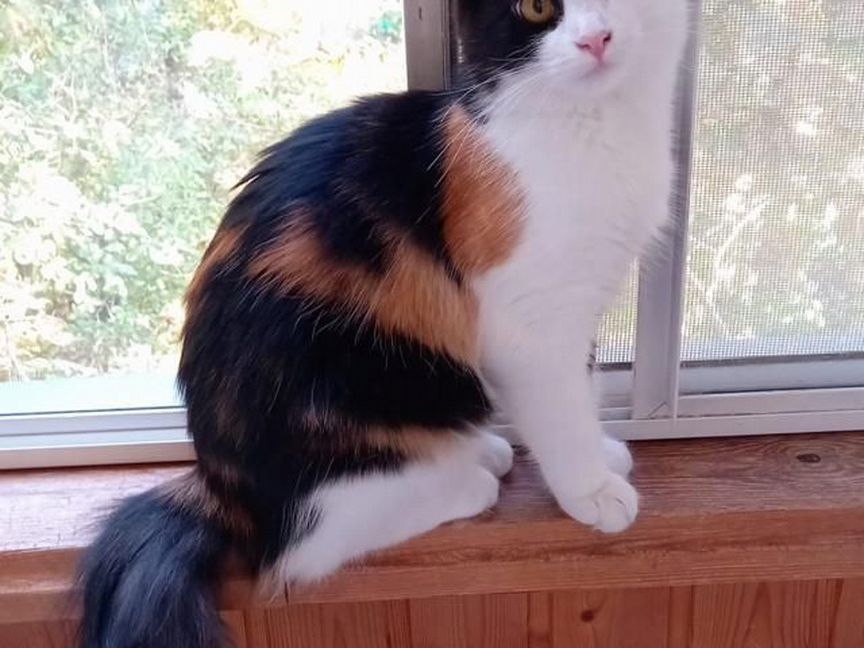 Кошечка Фиби в добрые руки