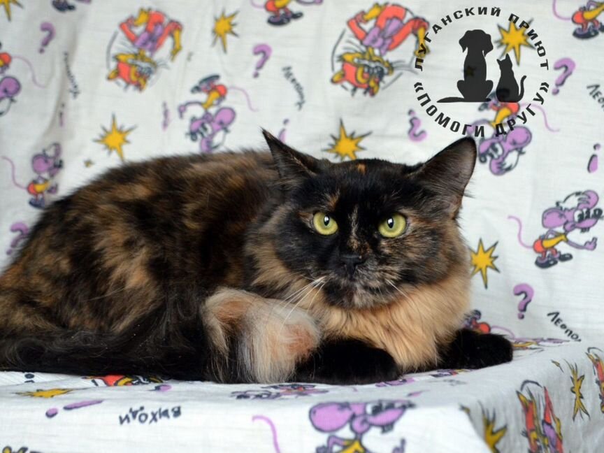 Боня ищет Дом