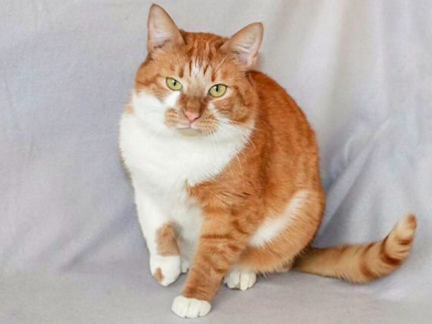 Кошечка Марта ищет дом