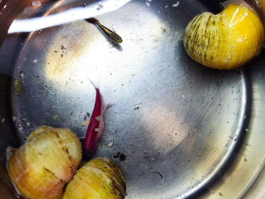 Отдам бесплатно 2 рыбки, 3 улитки