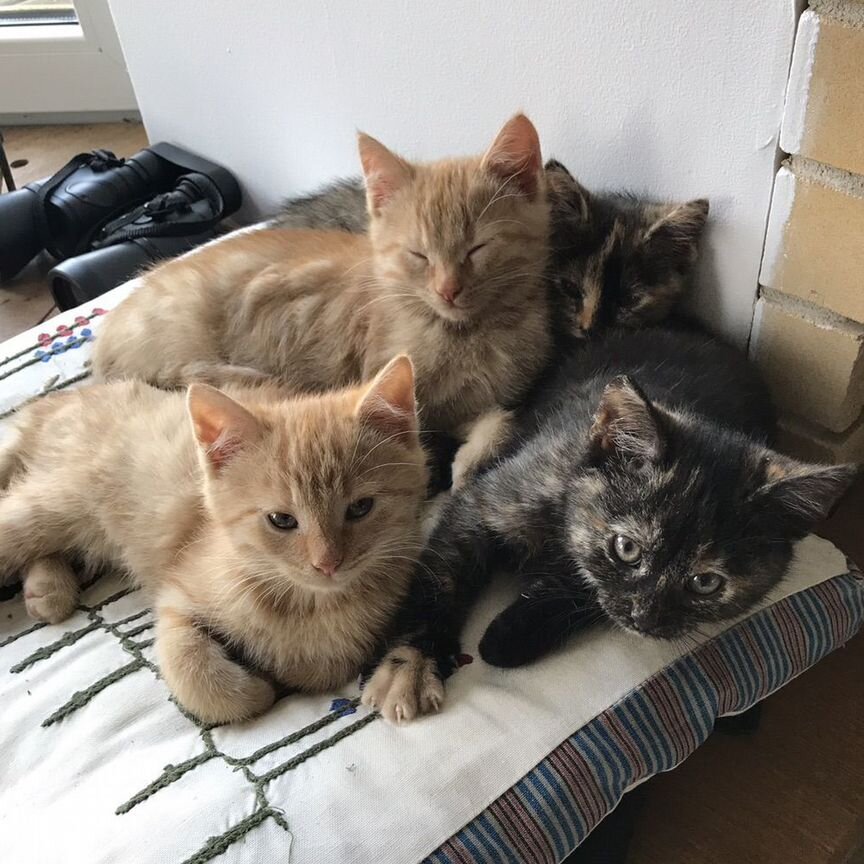 Котята в добрые руки. Пятеро смелых