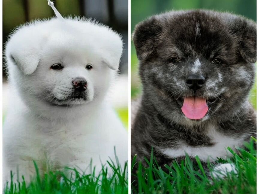 Щенята - Акитята