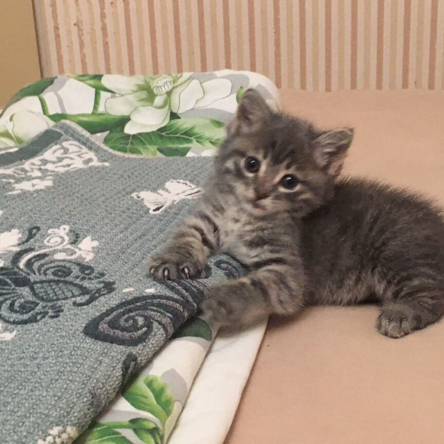 Котята в добрые руки мальчики