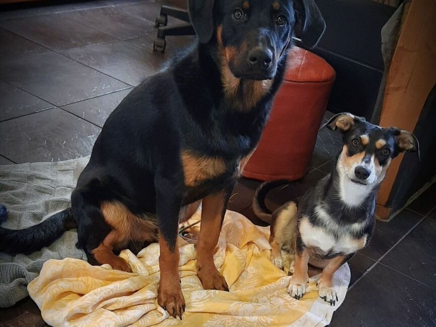 Собака в добрые руки отдам бесплатно