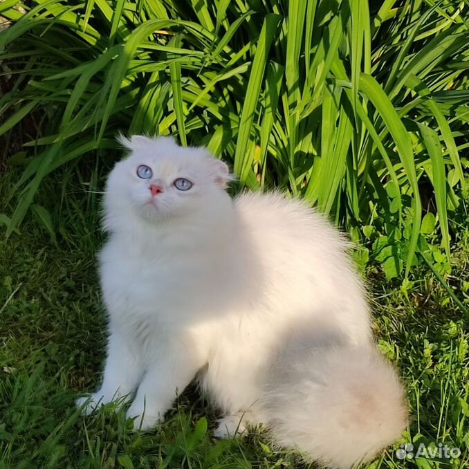 Пушистое облачко