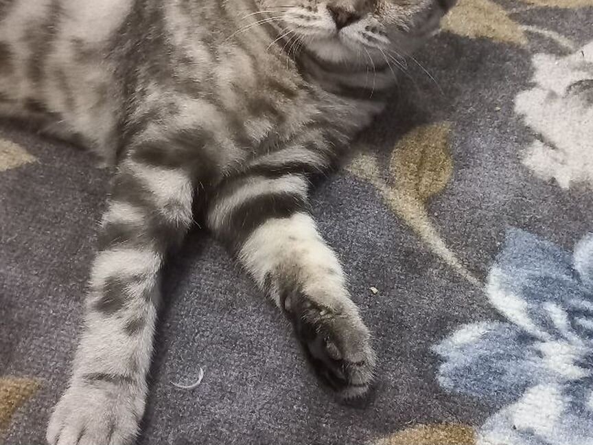 Кошка шотландская вислоухая 11 месяцев