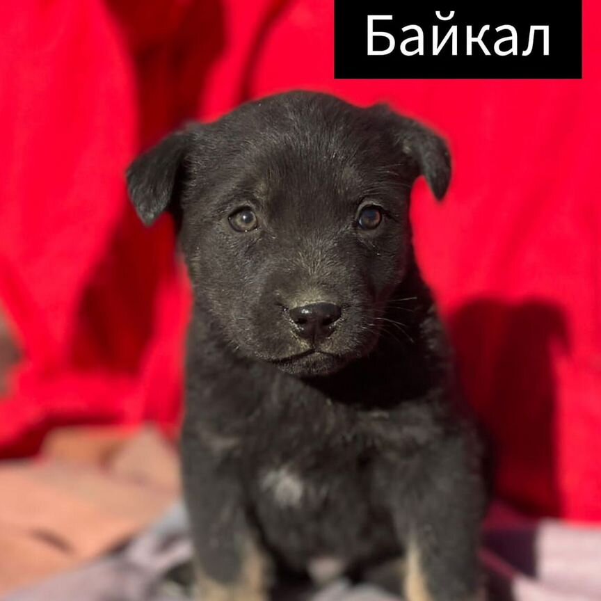 Гордый и отважный Байкал в поиске дома