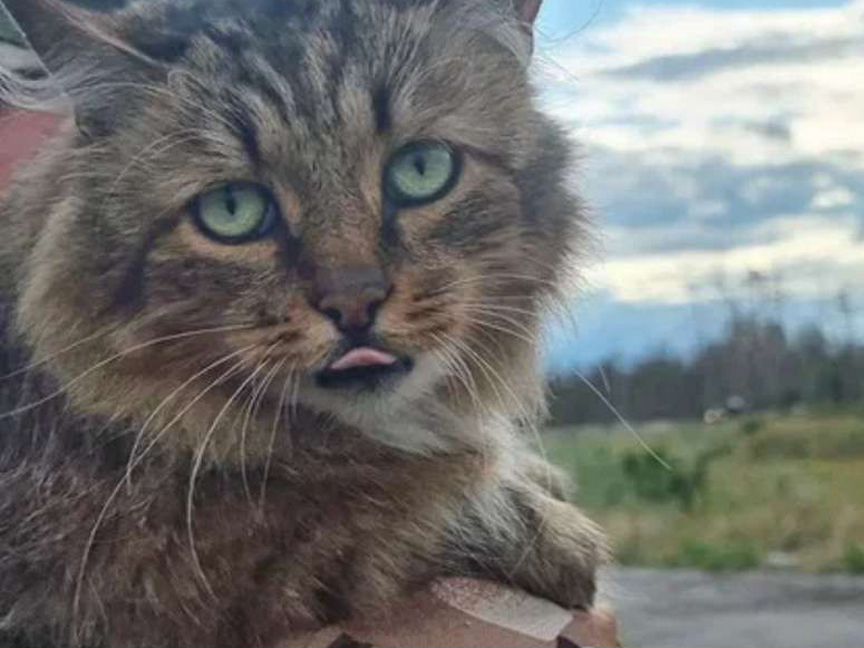 Кошки потерявшие все