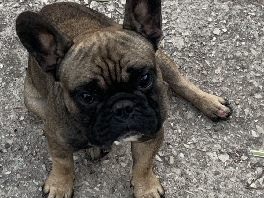 Французский бульдог кабель вязка