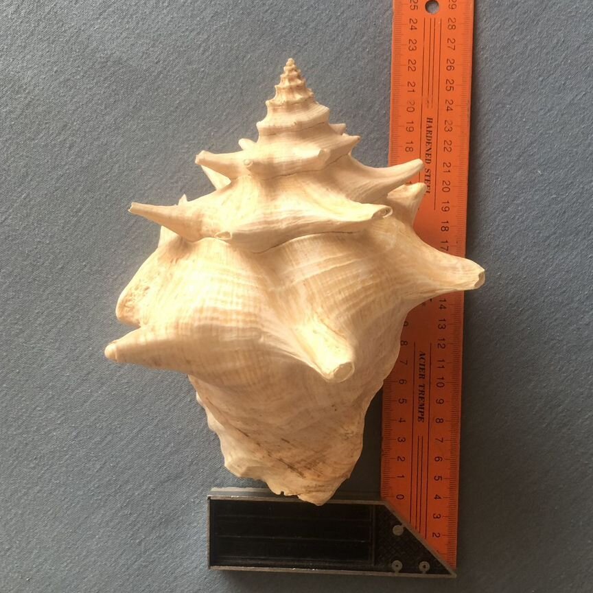 Ракушка морская большая