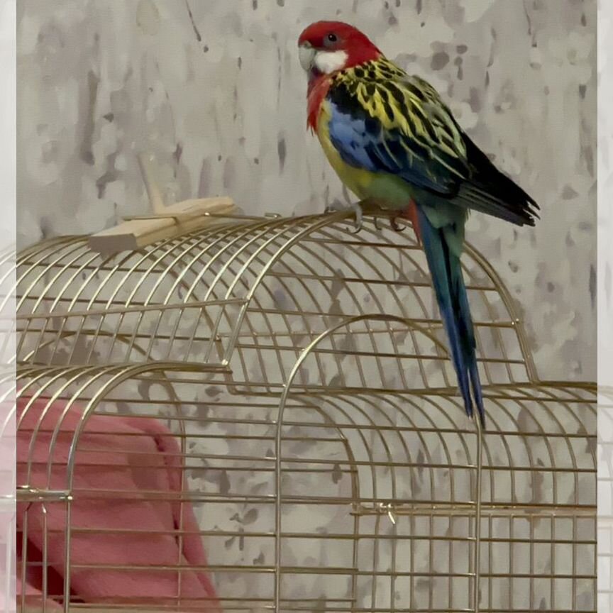 Попугай розелла,мальчик,1 годик.Ищет дом