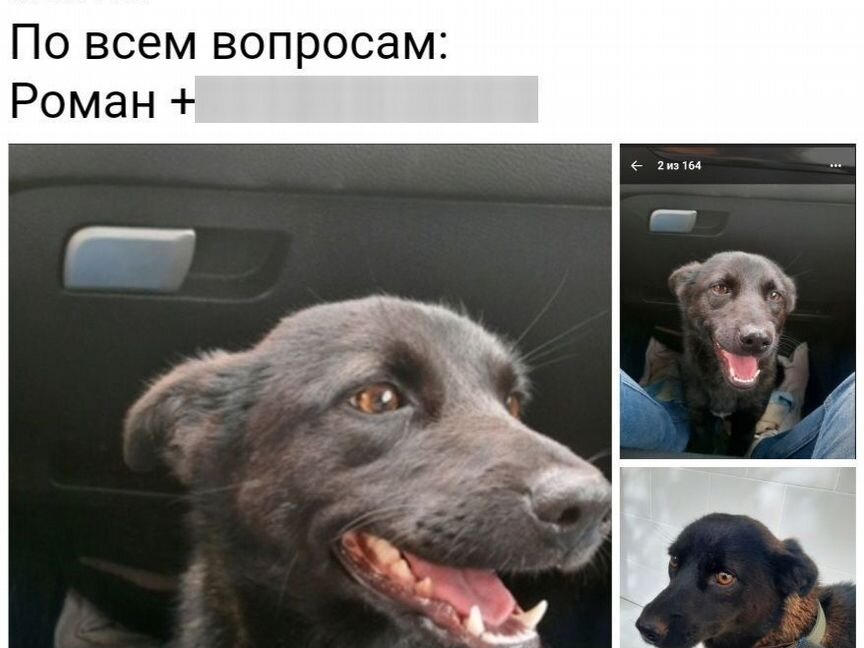 Машка ищет семью