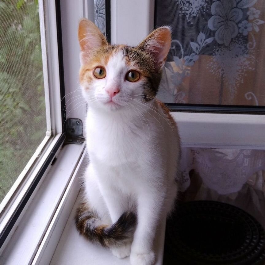 Котенок