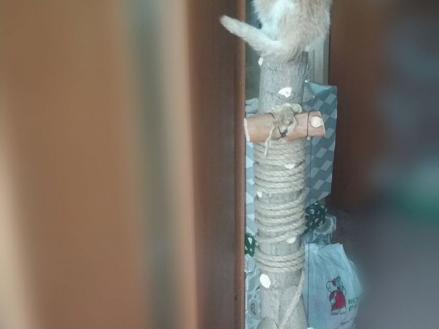 Когтеточка Дерево