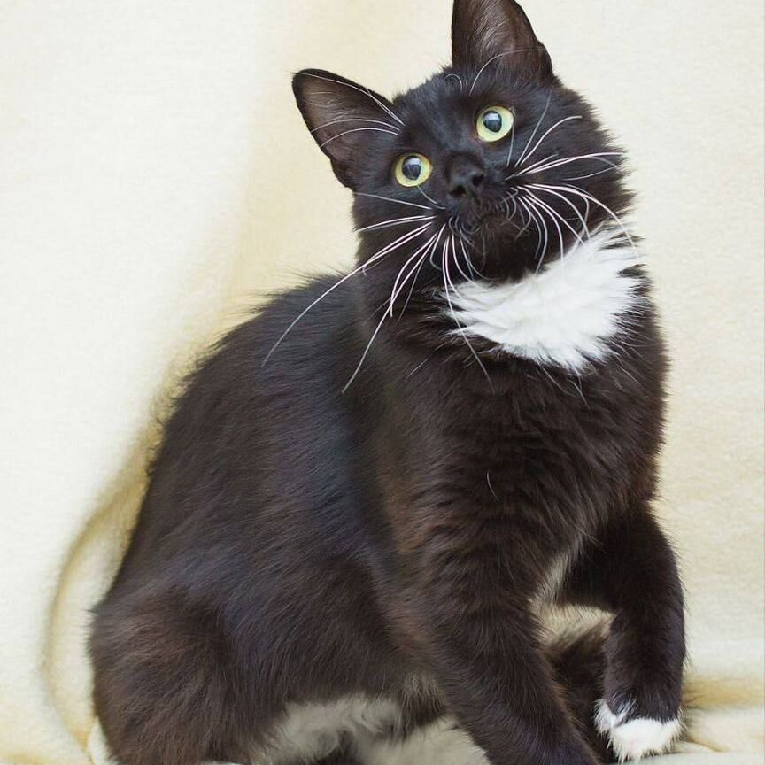 Квакуша ласкуша ищет дом