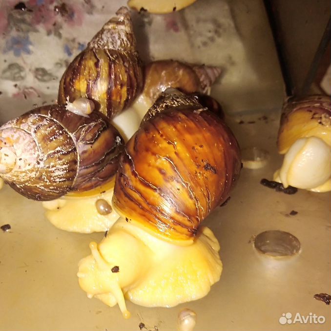 Отдам Улитки Ахатины