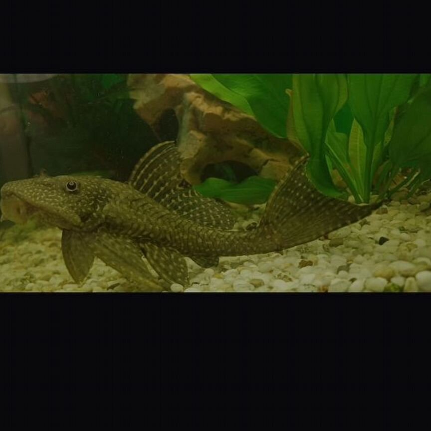 Аквариумные рыбки