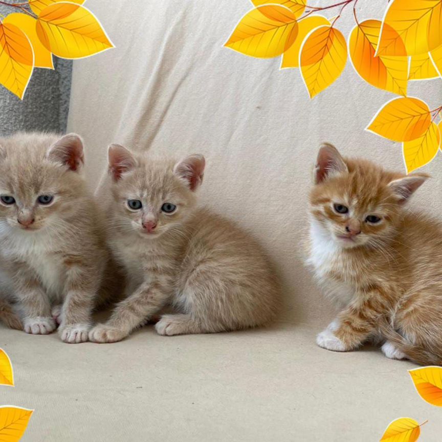 Котята в добрые руки