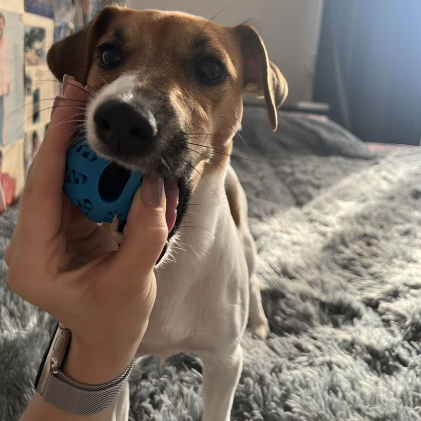 Джек-рассел-терьер, взрослая собака