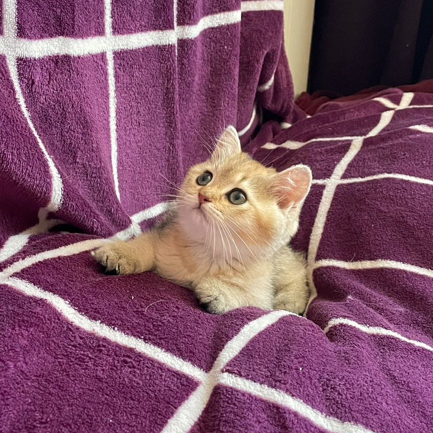 Мальчик и девочка золотая шиншилла