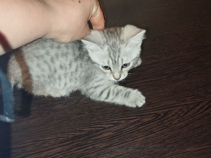 Мама-бенгальская, папа-шатландец